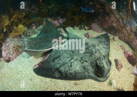 Eagle Ray (Myliobatis tenuicaudatus) Poor Knights Islands, New Zealand ...