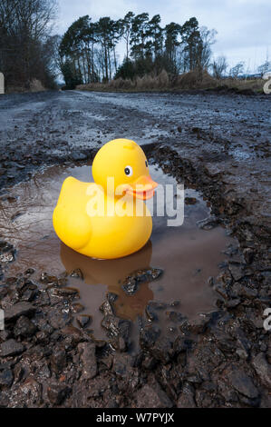 Plastic duck in large pothole. Near Bridge of Dun, Angus, Scotland ...
