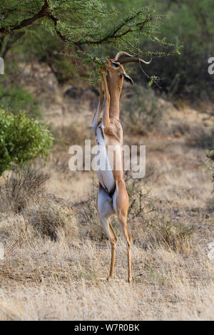Male gerenuk standing on hind legs to browse acacia, Samburu, Kenya ...