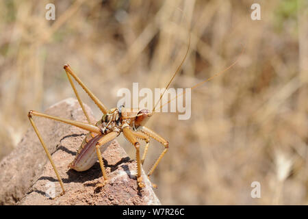 Balkan sawing cricket (Saga natoliae), the largest predatory insect in ...