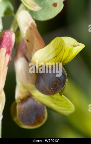 Vicia melanops in flower Stock Photo - Alamy
