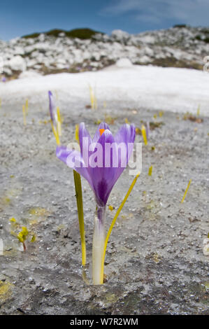 Crocus flowers in ice Stock Photo - Alamy