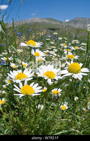 Wild flowers (Anthemis sp) on the Piano Grande, Sibillini, Umbria ...
