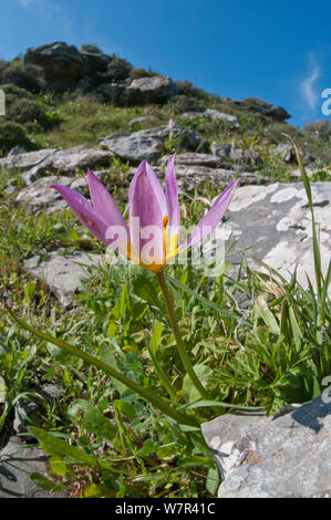 Rock Tulips Tulipa saxatilis in the mountains of Crete in the form ...
