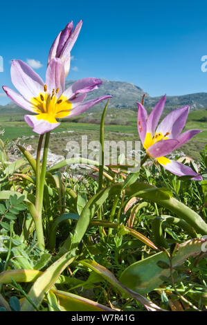 Rock Tulips Tulipa saxatilis in the mountains of Crete in the form ...