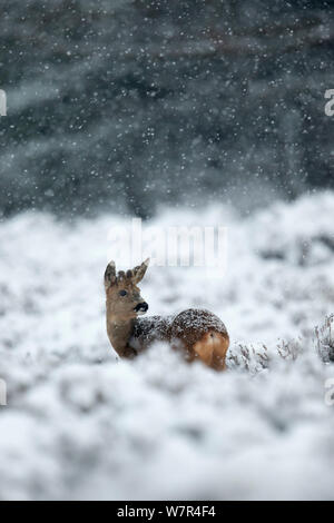 Roe Deer in the snow during Winter time in the Cotswold Hills Stock ...
