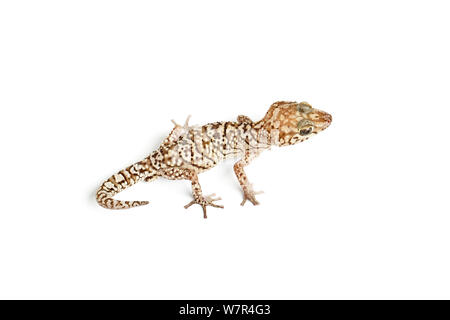Big-headed Gecko (Paroedura picta). Madagascar Stock Photo - Alamy