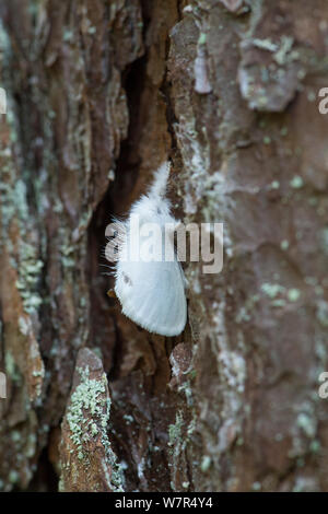 Male Yellow-tail Moth (Euproctis similis, a.k.a. Goldtail Moth or Swan ...