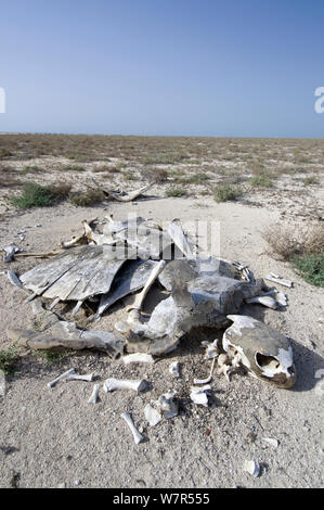 Green Turtle (Chelonia mydas) skeleton on island in Saudi Arabian ...