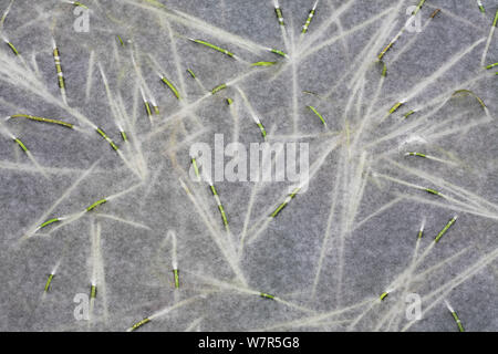 Floating Sweetgrass (Glyceria fluitans) captured in the ice of a small ...