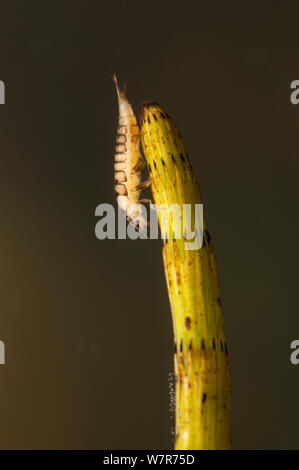 Diving beetle larvae (Hyphydrus ovatus) Europe, July, controlled ...
