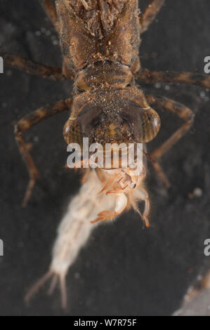 Underwater view of a mayfly nymph on a Coho salmon egg in Power Creek ...