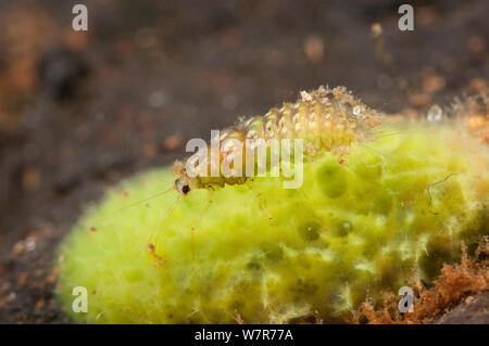 Spongillafly larva (Sisyra fuscata) feeding on freshwater sponge ...