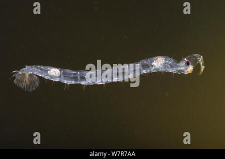 Glassworm Phantom Midge Larva Chaoborus sp Showing feathery gills and ...
