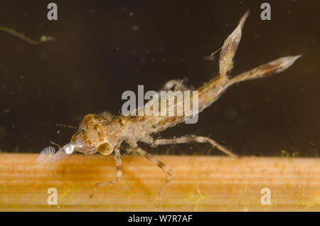 Phantom midge larva (Chaoborus flavicans) head detail, Europe, October ...