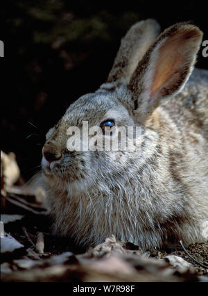 Manchurian Hare (Caprolagus brachyurus / Lepus mandshuricus) Lazovskiy ...