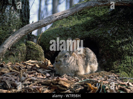 Manchurian Hare (Caprolagus brachyurus / Lepus mandshuricus) Lazovskiy ...