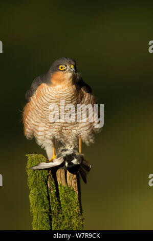 Sparrowhawk male plucking post Stock Photo - Alamy