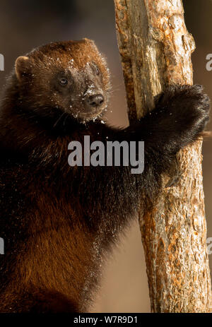 Wolverine on tree. Wolverine climbing Stock Photo - Alamy