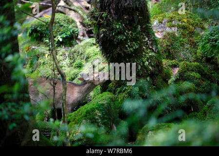 Yakushima Sika Deer (Cervus nippon yakushimae) male, Yakushima National ...
