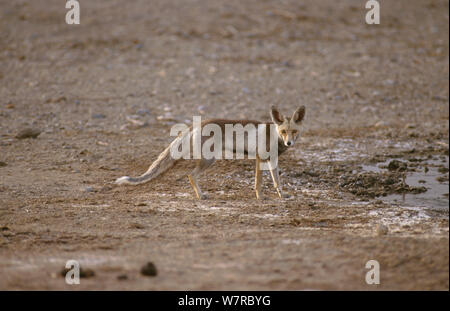 Turkmenian Red Fox (Vulpes vulpes flavescens) in Semnan Province, Iran ...