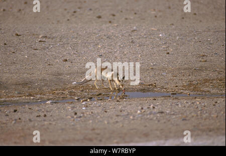 Turkmenian Red Fox (Vulpes vulpes flavescens) in Semnan Province, Iran ...