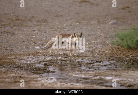 Turkmenian Red Fox (Vulpes vulpes flavescens) Touran Protected Area ...