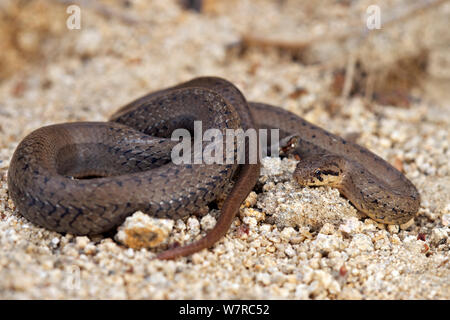 Chilean slender snake (Tachymenis chilensis chilensis) Contulmo Natural ...