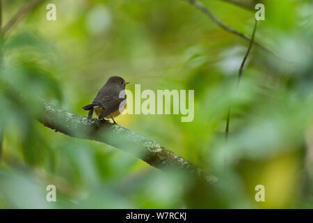 Kashmir flycatcher (Ficedula subrubra) perched, Nilgiri mountains ...