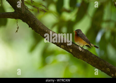 Kashmir Flycatcher (Ficedula subrubra Stock Photo - Alamy