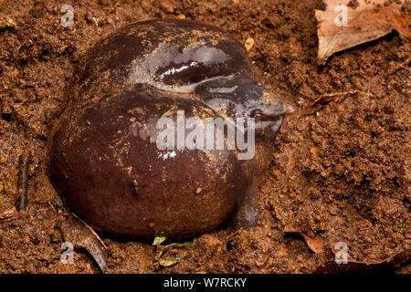 Pig-nosed frog (Nasikabatrachus sahyadrensis) Western Ghats, India ...
