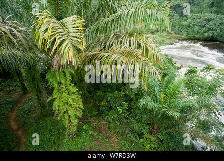 Old abandoned Oil Palm trees (Elaeis guineensis) on the edge plantation ...