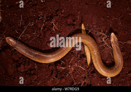 Red Worm Lizard (Amphisbaena alba Stock Photo - Alamy