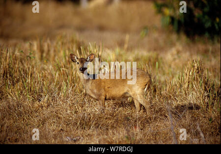 Hyelaphus calamianensis, calamian deer (Axis calamianensis), calamian ...