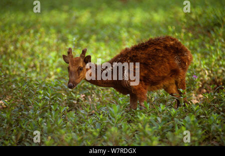 Visayan Spotted Deer (Rusa / Cervus alfredi) Breeding center of ...
