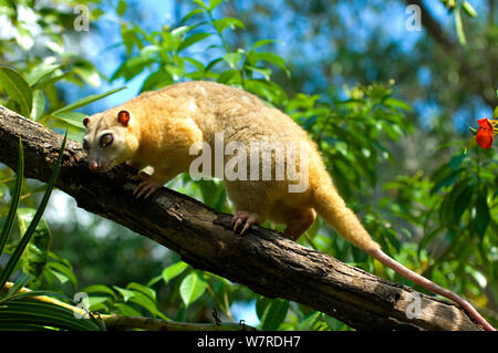 Common Cuscus (Phalanger orientalis) captive native to Timor to New ...