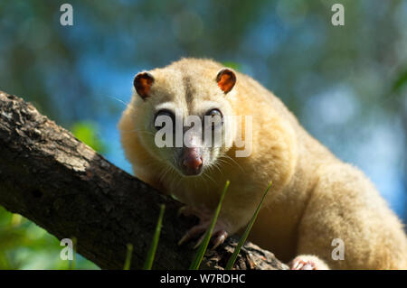 Common Cuscus (Phalanger orientalis) captive native to Timor to New ...