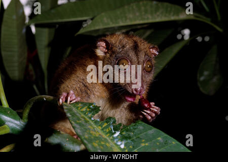 Eastern common Cuscus (Phalanger intercastellanus) dead placed on table ...