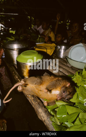 Eastern common Cuscus (Phalanger intercastellanus) Fergusson Island ...