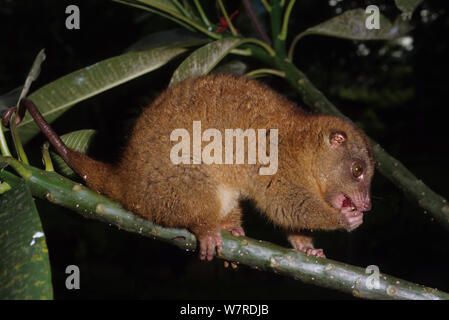 Eastern common Cuscus (Phalanger intercastellanus) Fergusson Island ...