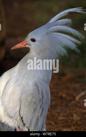 Kagu or Cagou, Rhynochetos jubatus, is a flightless bird endemic to New ...