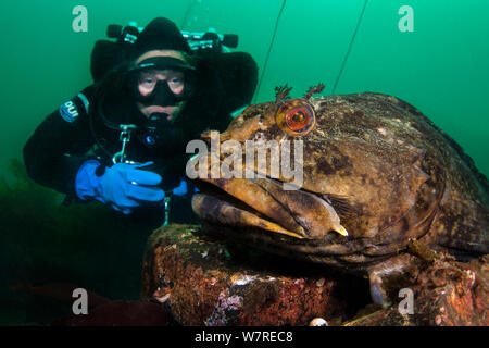 A male cabezon (Scorpaenichthys marmoratus) guarding eggs. This is a ...
