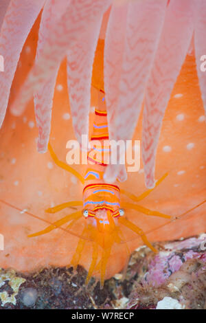 Candy stripe shrimp Lebbeus grandimanus on Crimson anemone Alaska ...