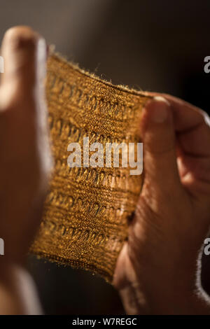 Noble Pen Shell, Pinna nobilis, Piran, Adriatic Sea, Slovenia Stock ...