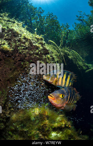 Mayan cichlid fish in Cenote sinkhole of Riviera Maya at mayan Mexico ...