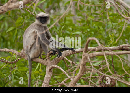 Black-footed grey langur Semnopithecus hypoleucos, standing in tree ...