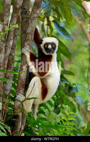 Coquerels sifaka (propithecus coquereli) climbing tree, Antananarivo ...