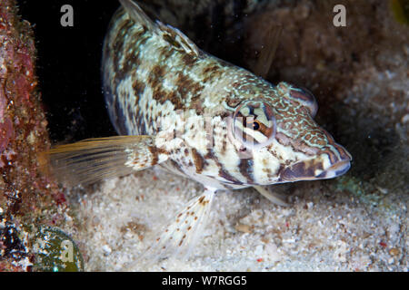 Sharpnose Sandperch (Parapercis cylindrica Stock Photo - Alamy