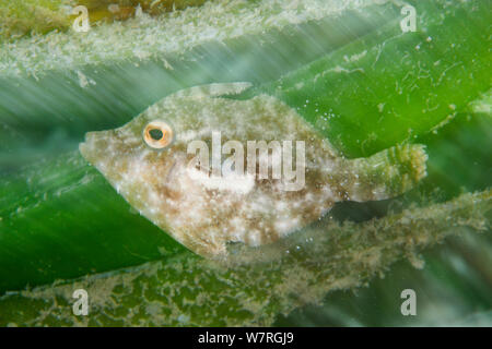 The bristle-tailed filefish, Acreichthys tomentosus, is also referred ...