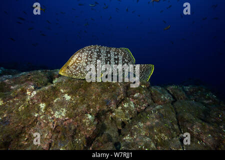 leather bass Dermatolepis dermatolepis Mexico San Benedicto ...